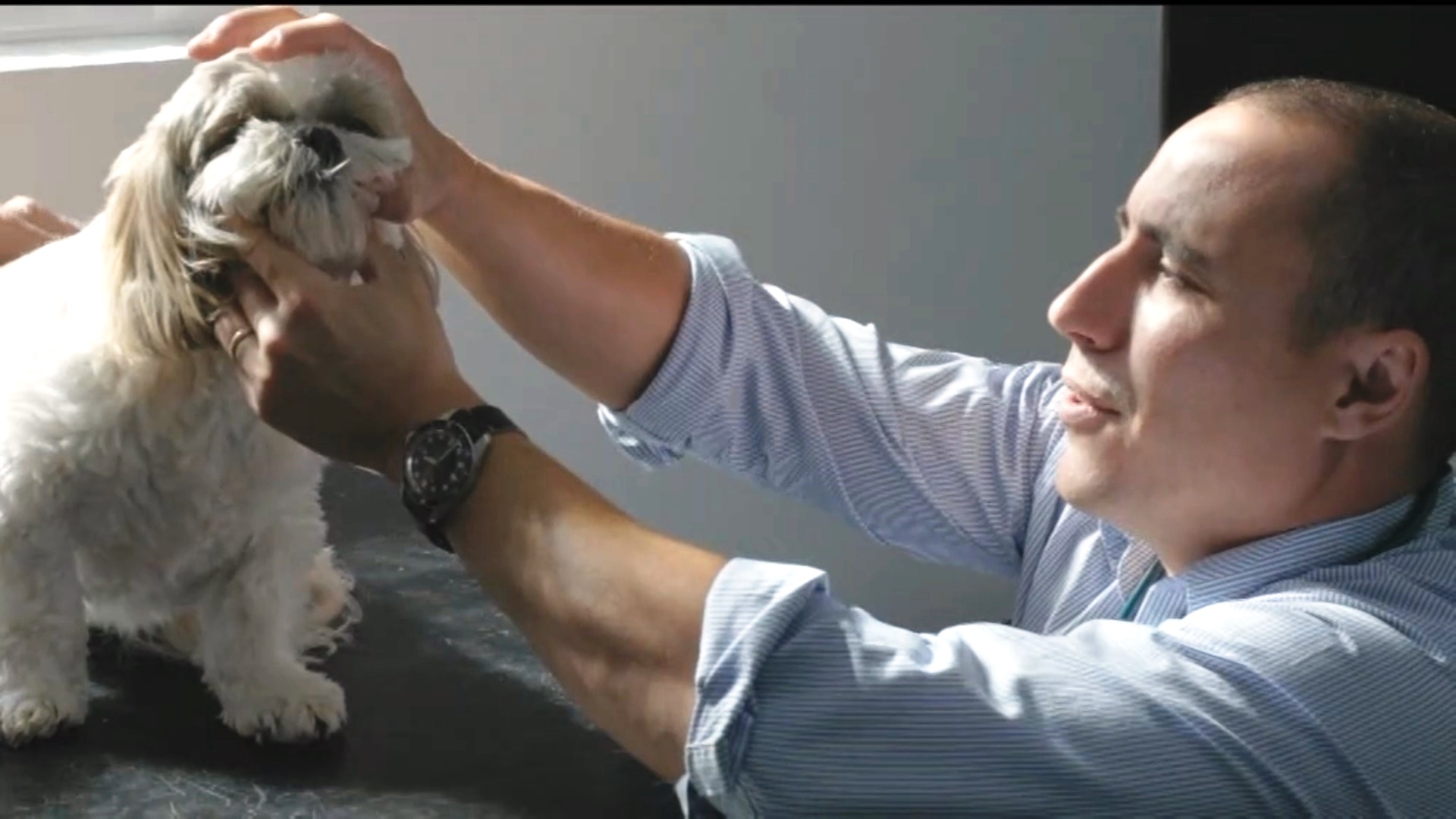 Médico veterinário na Austrália - RDP Internacional - RTP