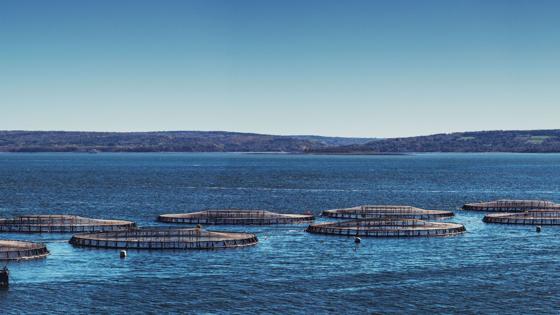 Sea Eight: Líder na produção de linguado senegalês premium - RDP ...